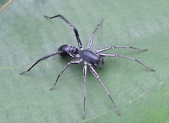 Ant Mimic Spider - Pestipedia